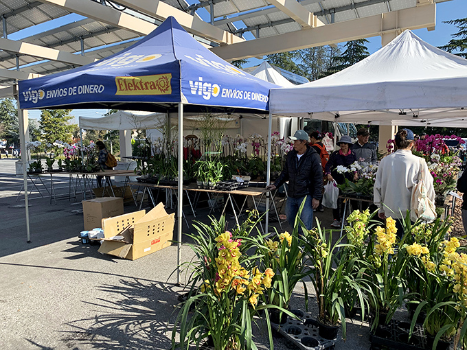 Spring blooms year-round at the plant section, where apartment-dwellers and garden enthusiasts alike find their next green companions.