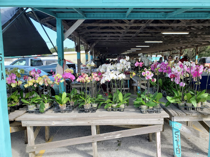 Orchids that promise not to die on you (results may vary). The plant section brings tropical splendor to even the most challenged green thumbs.