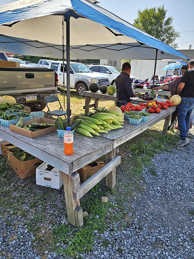 Farm-fresh produce that makes grocery store vegetables look like sad, distant relatives. Those corn and tomatoes practically jumped from field to table!