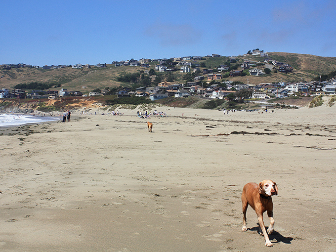 Dogs living their best beach life&mdash;this happy pup is experiencing what philosophers call "pure joy" and what the rest of us call "vacation goals."
