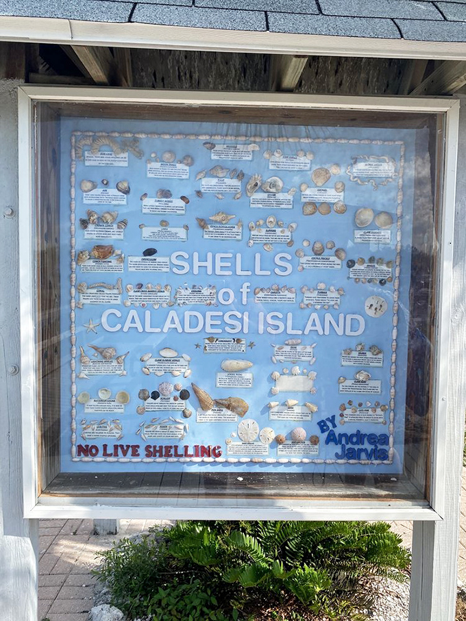Shell collectors, prepare to lose your minds! This display showcases Caladesi's treasure trove of natural souvenirs waiting to be discovered along the shore.