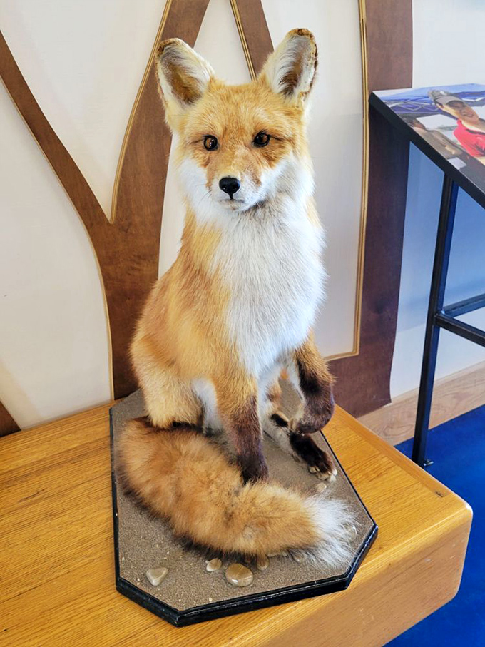 This red fox may be permanently posed, but he's still got more personality than most.