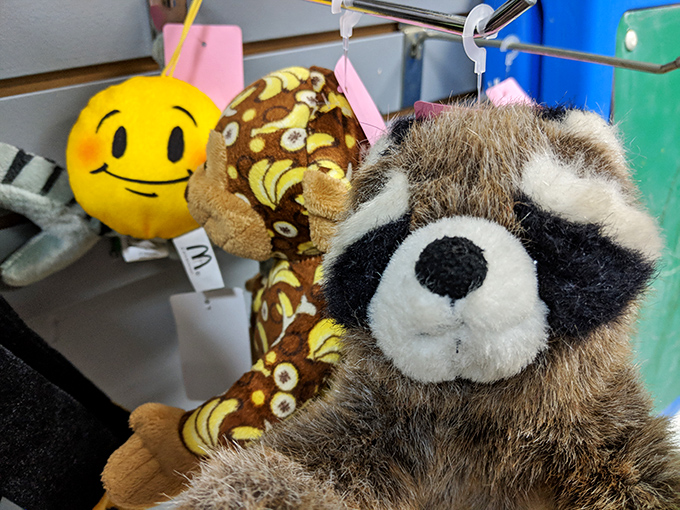 Stuffed animal adoption center where this raccoon and his plush pals patiently wait for their forever homes and sticky-fingered hugs.