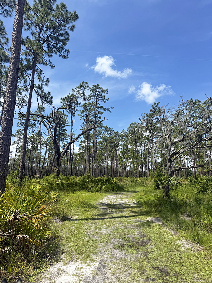 Florida's natural cathedral: Towering pines create nature's perfect colonnade along this serene trail, inviting contemplative walks through living history.