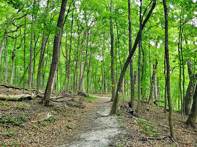 The path less photographed still deserves your attention. This serene woodland trail invites contemplation, conversation, and the occasional "was that poison ivy?" panic.
