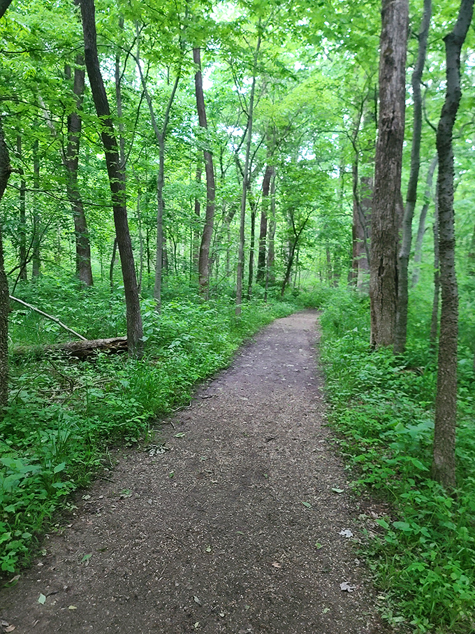 The path less traveled, yet perfectly maintained. Robert Frost would approve of this woodland wandering.