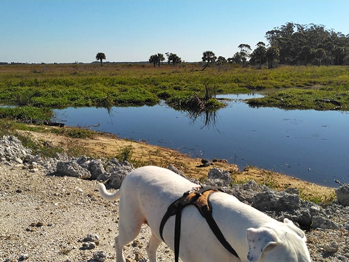 Water mirrors sky as seasonal wetlands transform the landscape, proving Florida has more moods than a teenager.