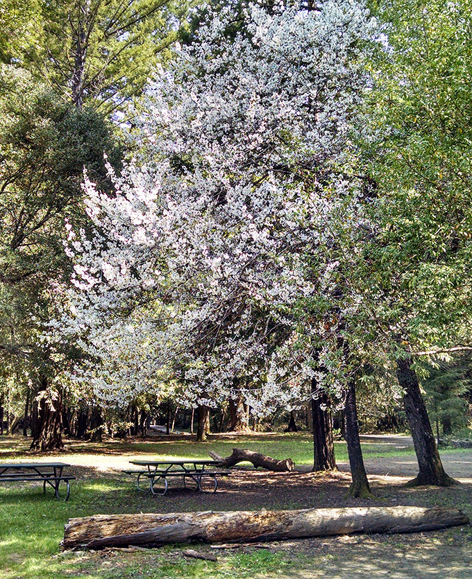 Spring's ephemeral magic among the evergreens. Flowering trees create a dreamy contrast to the ancient redwoods that dominate the landscape.