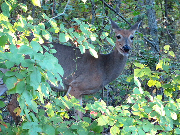 "Excuse me, were you planning to eat those leaves?" This curious deer reminds us we're just visitors in their dining room.