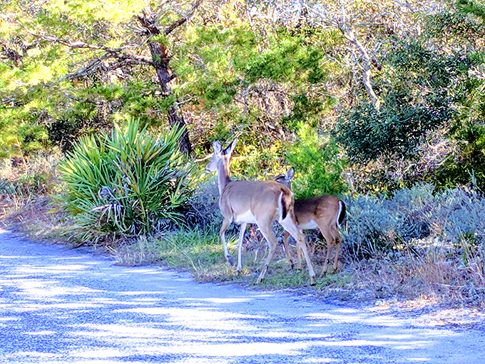 Local residents who don't pay property taxes. These deer remind us that Grayton Beach was their neighborhood long before it was ours.