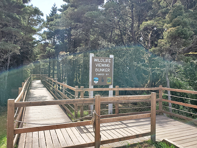 The wildlife viewing bunker: where patience is rewarded with glimpses of nature's reality show, no subscription required.
