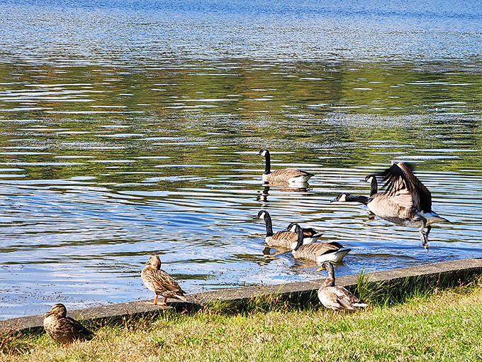 The local welcoming committee doesn't shake hands&mdash;they shake tail feathers. These geese are the unofficial mayors of Pinchot Lake.