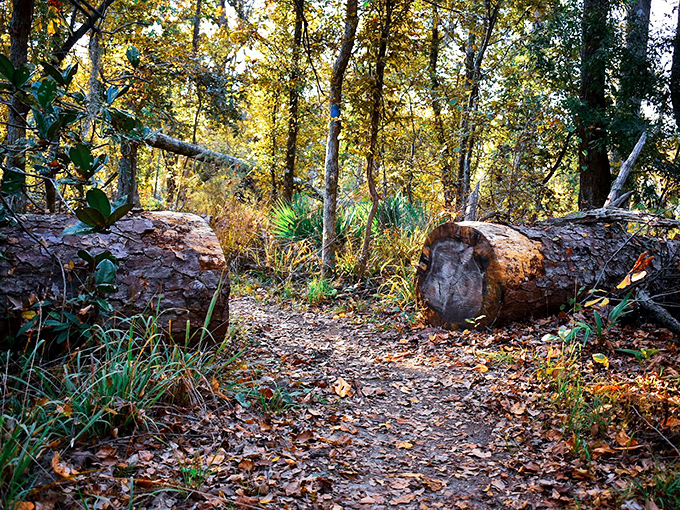 Nature's obstacle course &ndash; where fallen logs become both barriers and invitations to explore what lies beyond the bend.