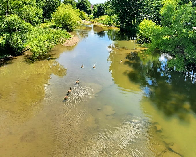 Lewisburg's river setting creates peaceful scenes where watching geese navigate the current becomes the day's entertainment.