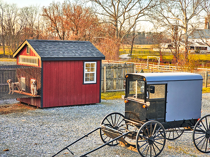 The iconic Amish buggy &ndash; where 19th-century transportation meets 21st-century practicality, a rolling symbol of values that endure.