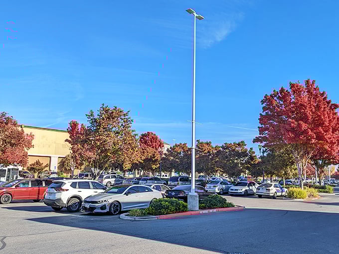 Fall transforms Oakdale's shopping center into a canvas of crimson and gold&mdash;nature's way of dressing up even the most practical places.