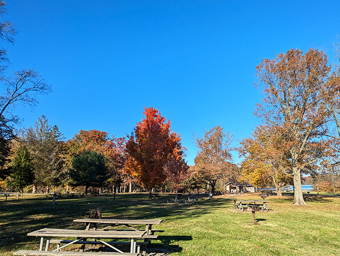 Fall's fashion show where trees dress in their seasonal best. Autumn at Pinchot Park is like watching nature's version of a technicolor dream coat.