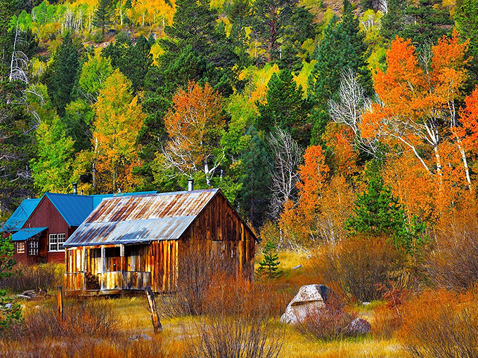 Fall foliage transforms the mountainside into nature's color palette, making even the most amateur photographer look like Ansel Adams. 