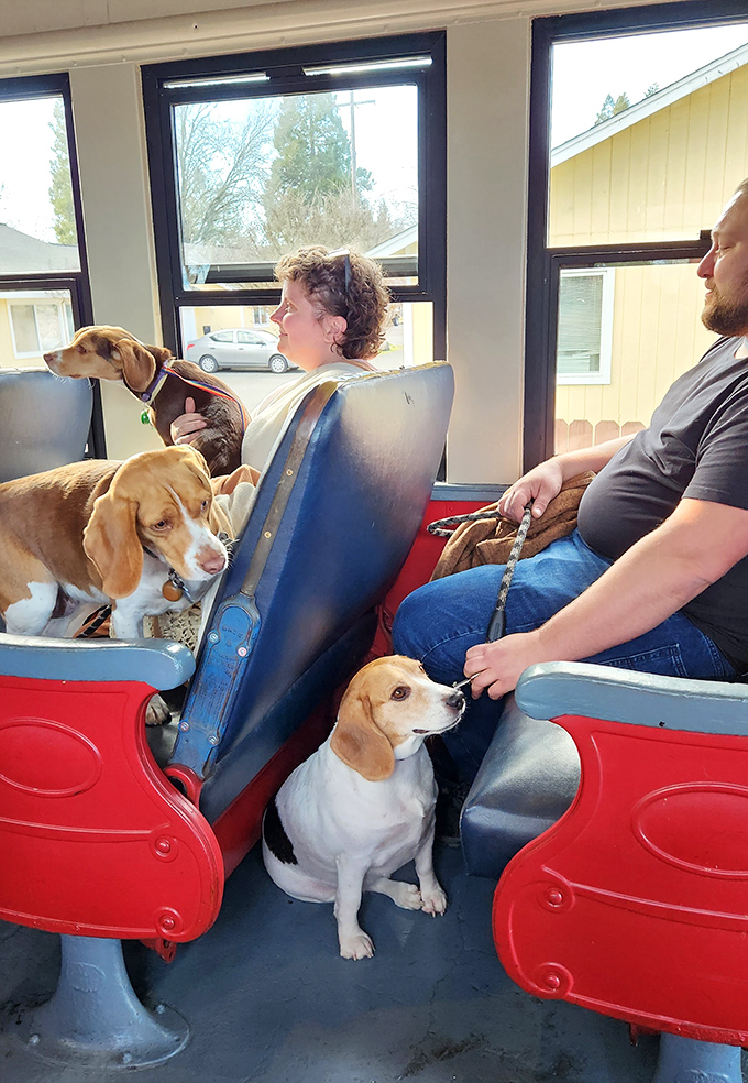 Even four-legged friends enjoy the scenic route! These beagles seem right at home on the rails, proving train travel truly is for everyone.