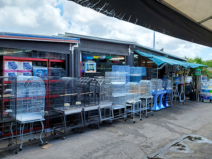 Bird cages standing at attention like soldiers, waiting to house feathered friends or become unexpected decorative statements.