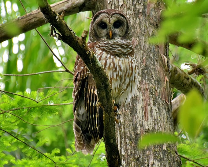 "Who goes there?" asks this barred owl with dinner-plate eyes. The swamp's nocturnal philosopher keeps watch from his cypress penthouse.