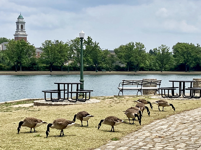 Byrd Park's resident geese patrol the shoreline like feathered security guards, keeping watch over picnic tables and the peaceful urban oasis.