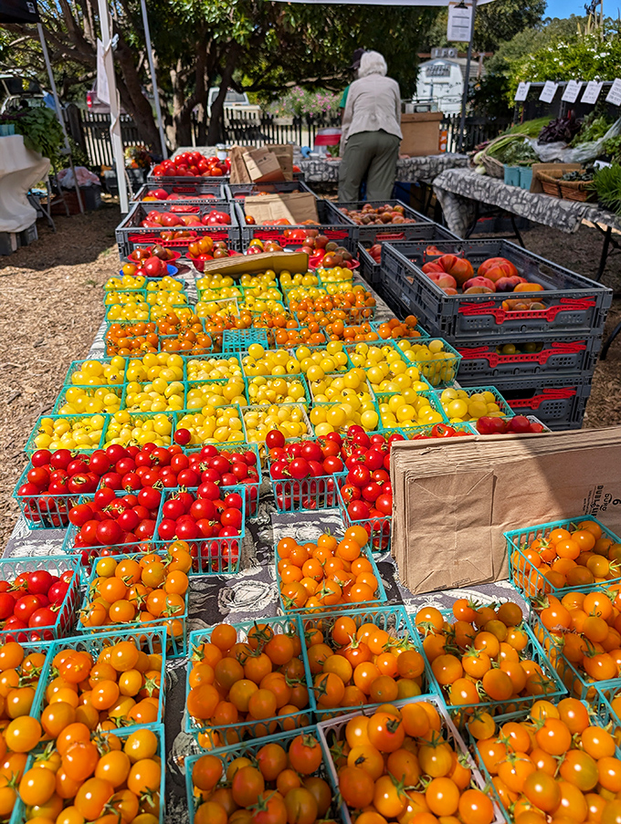 Farmers' market bounty that makes grocery store produce look like sad imposters. These tomatoes haven't forgotten what real sunshine tastes like.