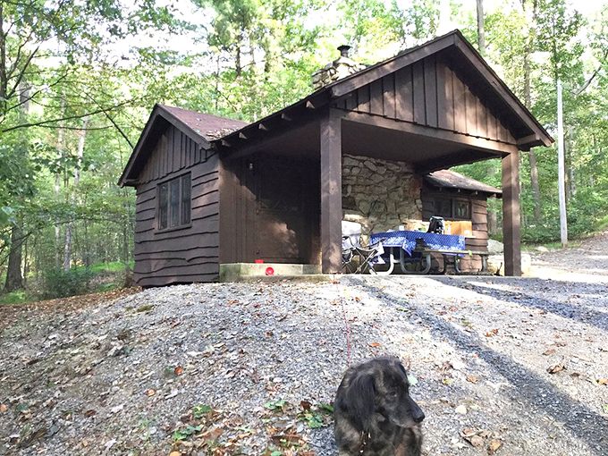 Rustic cabin dreams with a canine greeter &ndash; where "roughing it" still includes a roof and your dog's seal of approval. 