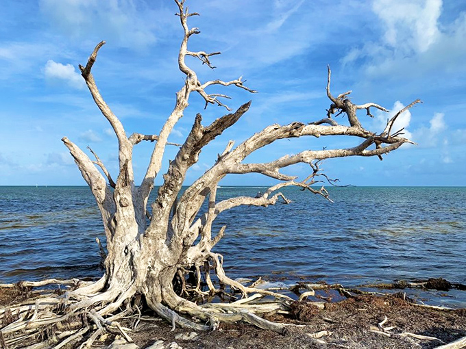 This driftwood sculpture wasn't created by an artist but by nature's patient hand&mdash;salt, sun, and time making gallery-worthy installations.