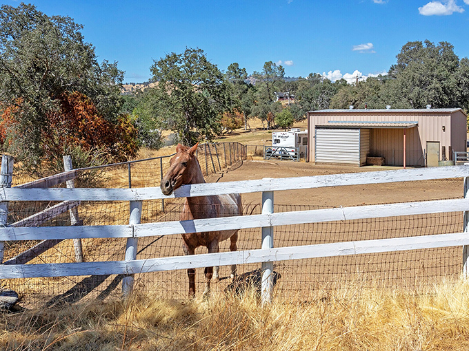 
This isn't just a horse &ndash; it's the official welcoming committee for visitors who've escaped the city, standing guard like a four-legged ambassador to country living. 