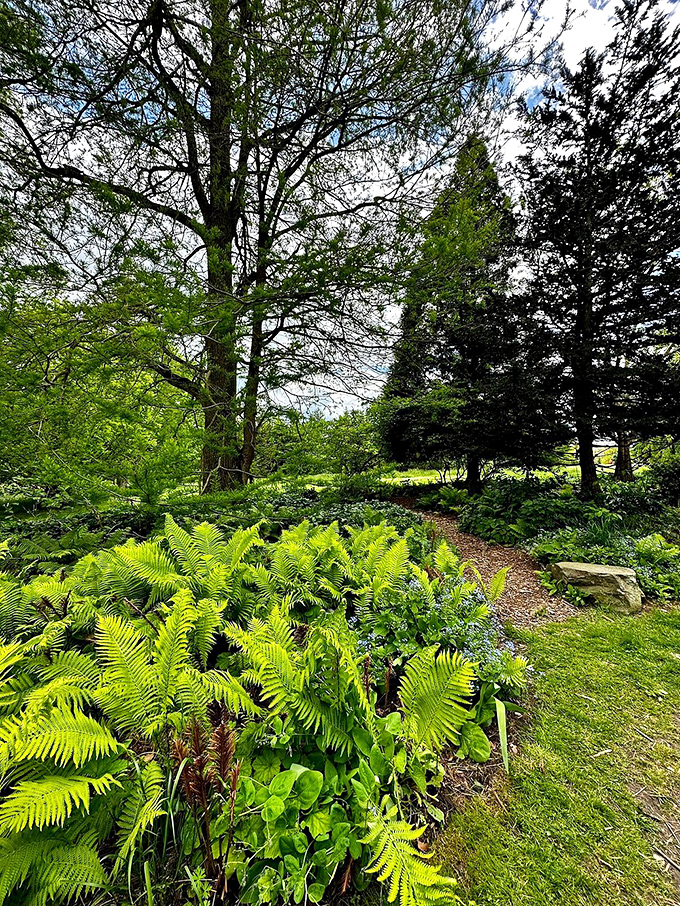 Fern gully, Baltimore edition. This woodland path offers shade so refreshing you'll want to bottle it for July heatwaves.