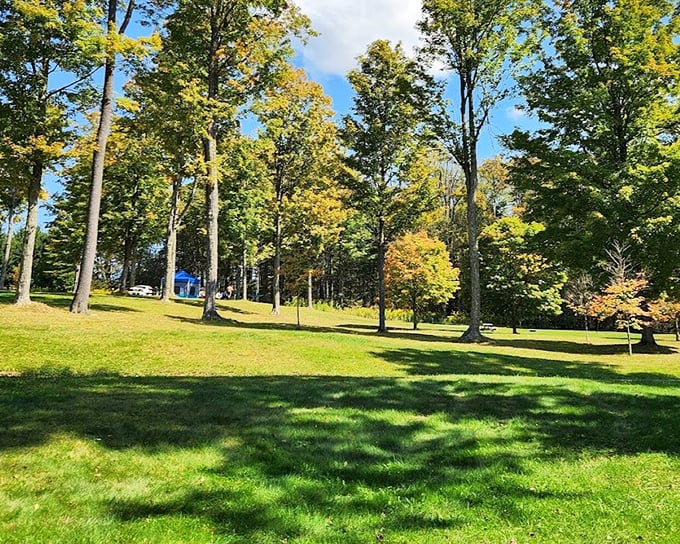 Sun-dappled clearings surrounded by autumn-tinged trees &ndash; Cherry Springs is more than just stars. Daytime offers its own quiet magic.