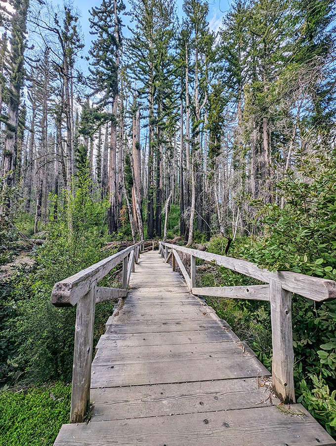 This wooden footbridge leads through a recovering forest. The contrast between charred trunks and fresh greenery tells a story of destruction and remarkable rebirth.
