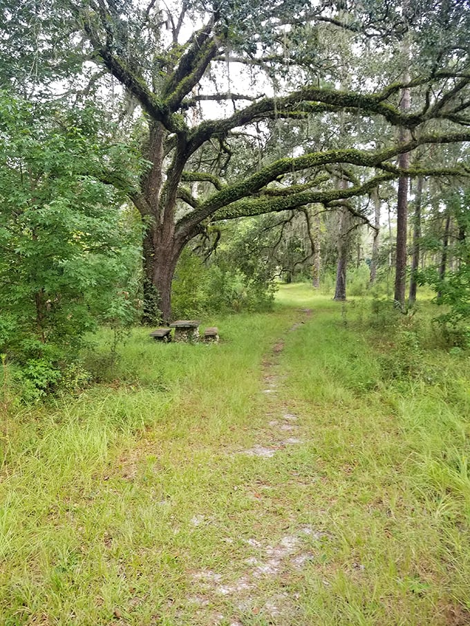 Nature's reclamation project is well underway on this forest path where town residents once strolled between homes and businesses.