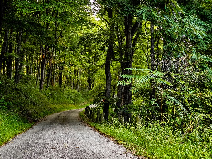 A winding path disappears into emerald depths. This serene forest corridor invites you to discover what lies beyond the next bend.