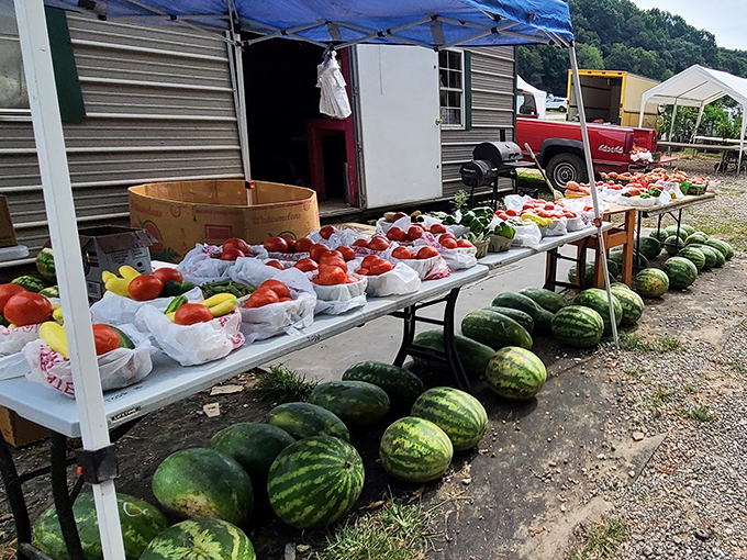 Farm-fresh feast prep station! Watermelons stand guard while tomatoes, peppers, and summer vegetables create a colorful palette of homegrown Tennessee goodness.