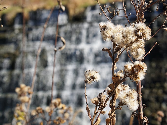Sunshine captured in plant form. These golden blooms line the path like nature's own solar-powered lighting system.