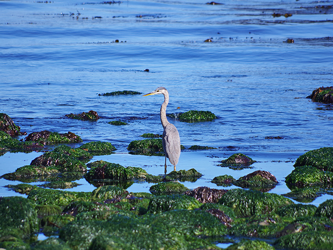 This Great Blue Heron has mastered the art of patience. If meditation teachers took notes from birds, we'd all be more zen.