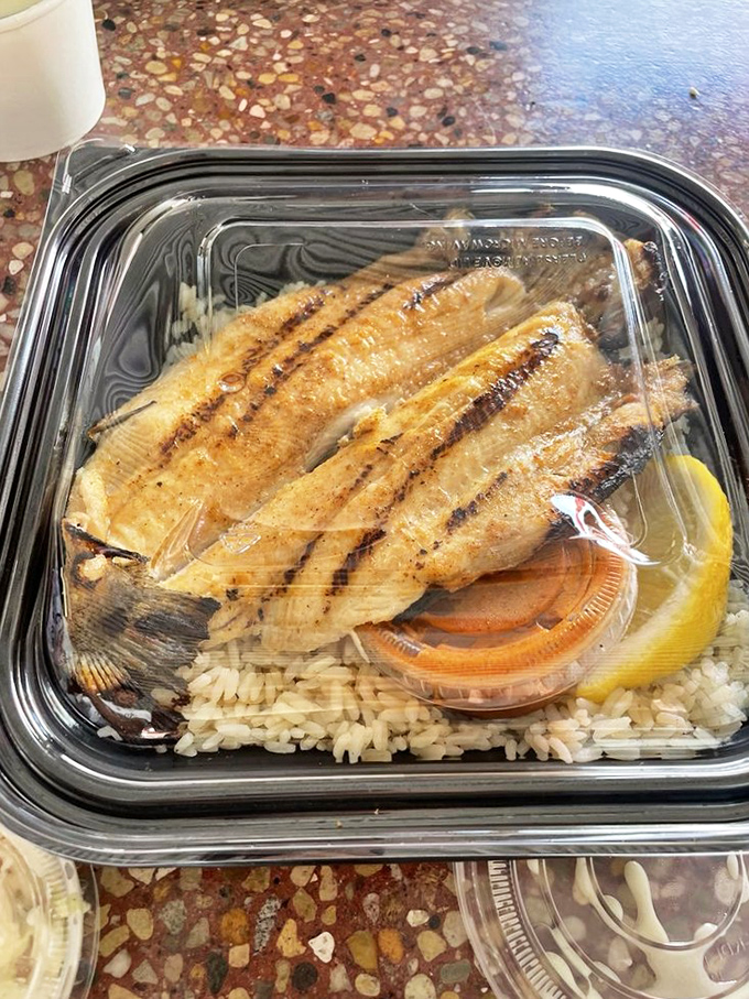 Halibut that looks like it jumped from sea to grill to container in one graceful movement. The rice below knows it's in the presence of greatness.