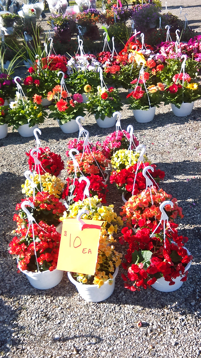 Hanging gardens of bargain paradise! These vibrant blooms bring instant curb appeal without the backbreaking work of starting from seed.