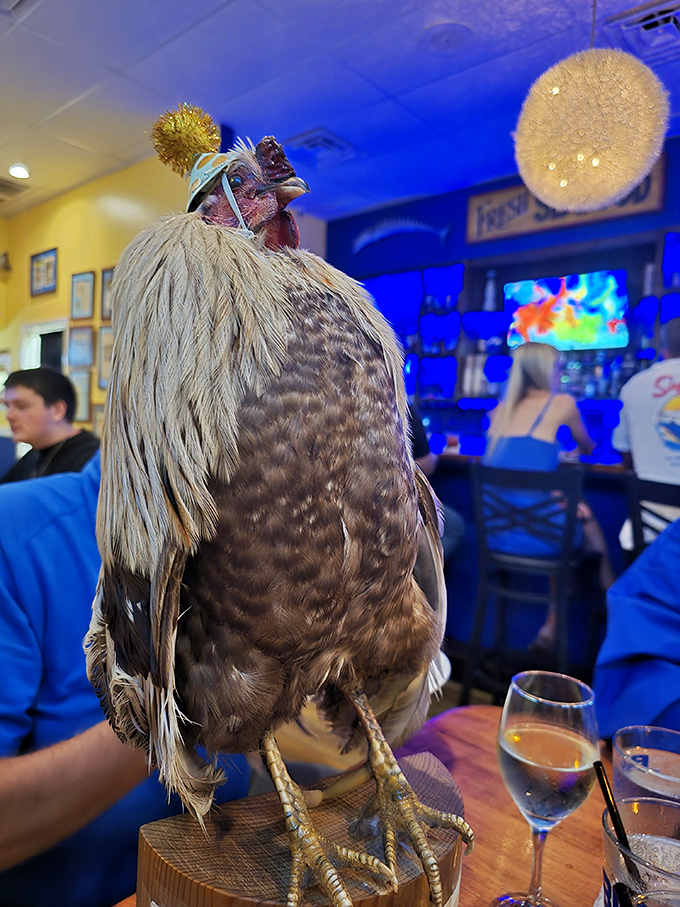 Meet the most overdressed dinner guest in Virginia Beach. This pheasant's fancy hat suggests he's either the restaurant mascot or extremely lost.