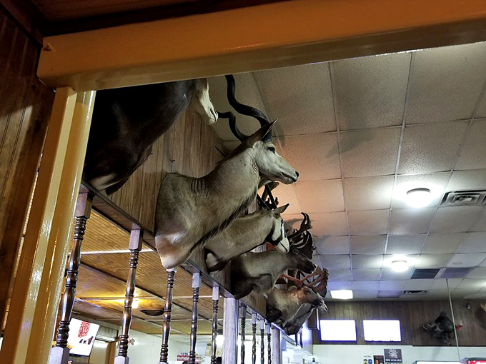 The taxidermy hall of fame watches over diners like meaty guardian angels, ensuring authentic Texas atmosphere with every bite.