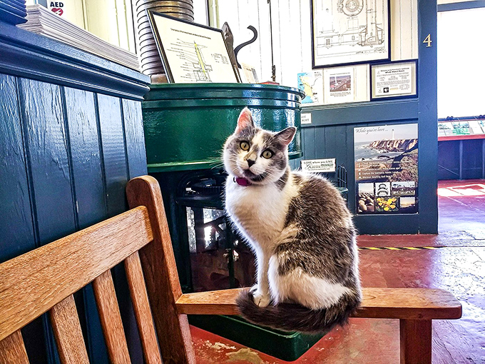 The lighthouse cat, unofficial tour guide and rodent security officer. That expression says: "I've seen thousands of visitors, and you're all equally amusing." 