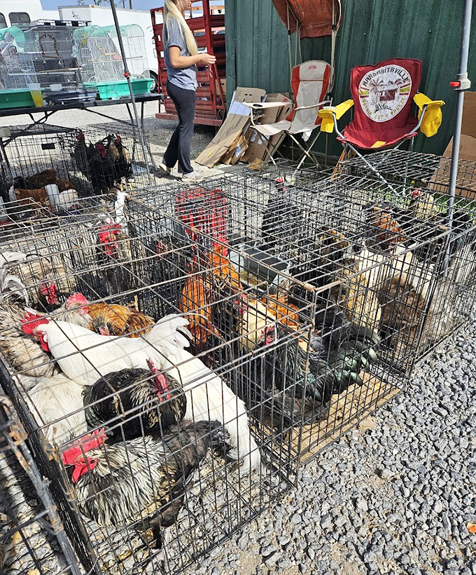 The original free-range section&mdash;where roosters crow their morning specials and rural traditions continue in the most authentic farm-to-table arrangement possible.