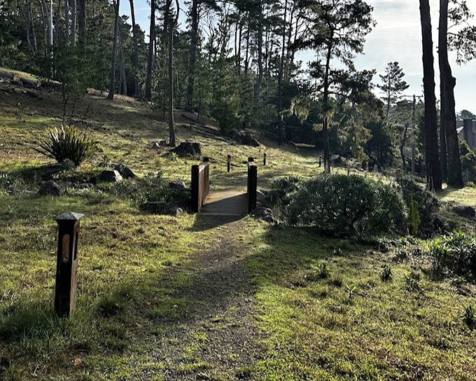 Nature trails invite contemplation among coastal pines. The perfect antidote to inbox anxiety and calendar notifications.