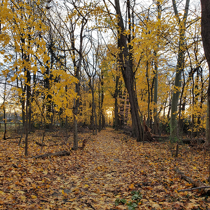 Autumn's golden carpet invites you to crunch through memories of summers past and winters yet to come.