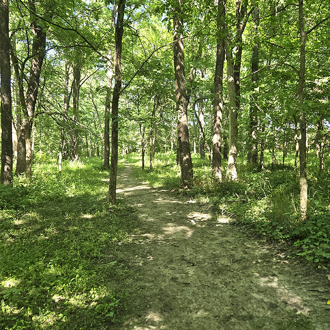 Nature trails where dappled sunlight plays through the trees, offering a woodland cathedral experience without the long drive to national parks.
