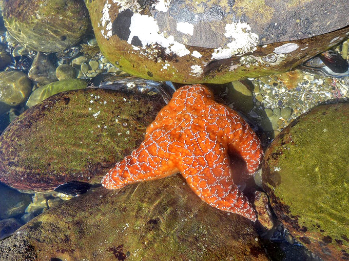 The vibrant orange sea star, nature's own Michelin star, holding court in its tidepool kingdom of emerald moss and crystal water.