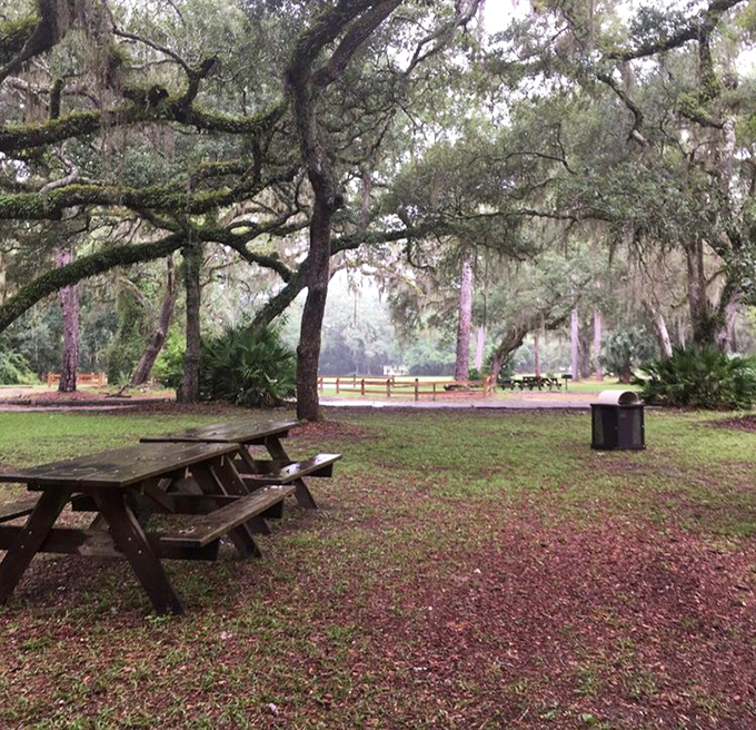 Picnic tables under Spanish moss &ndash; because lunch tastes better when served with a side of Old Florida atmosphere.