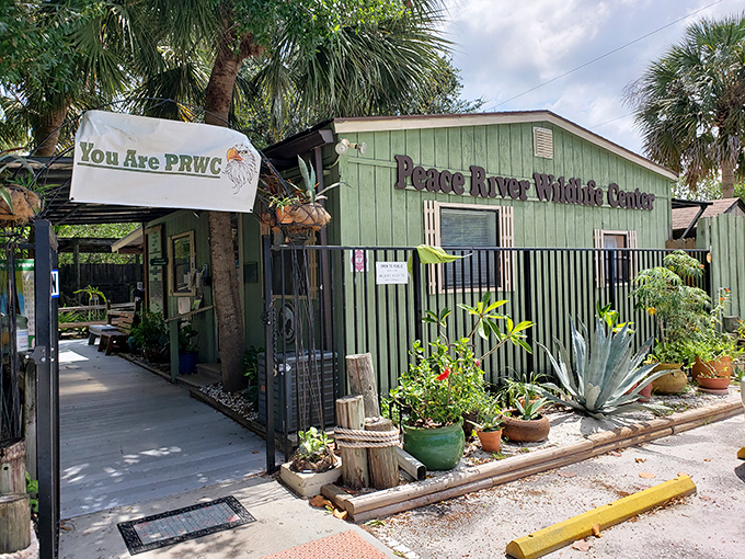 The Peace River Wildlife Center looks unassuming, but inside awaits a Noah's Ark of Florida critters getting a second chance at life.